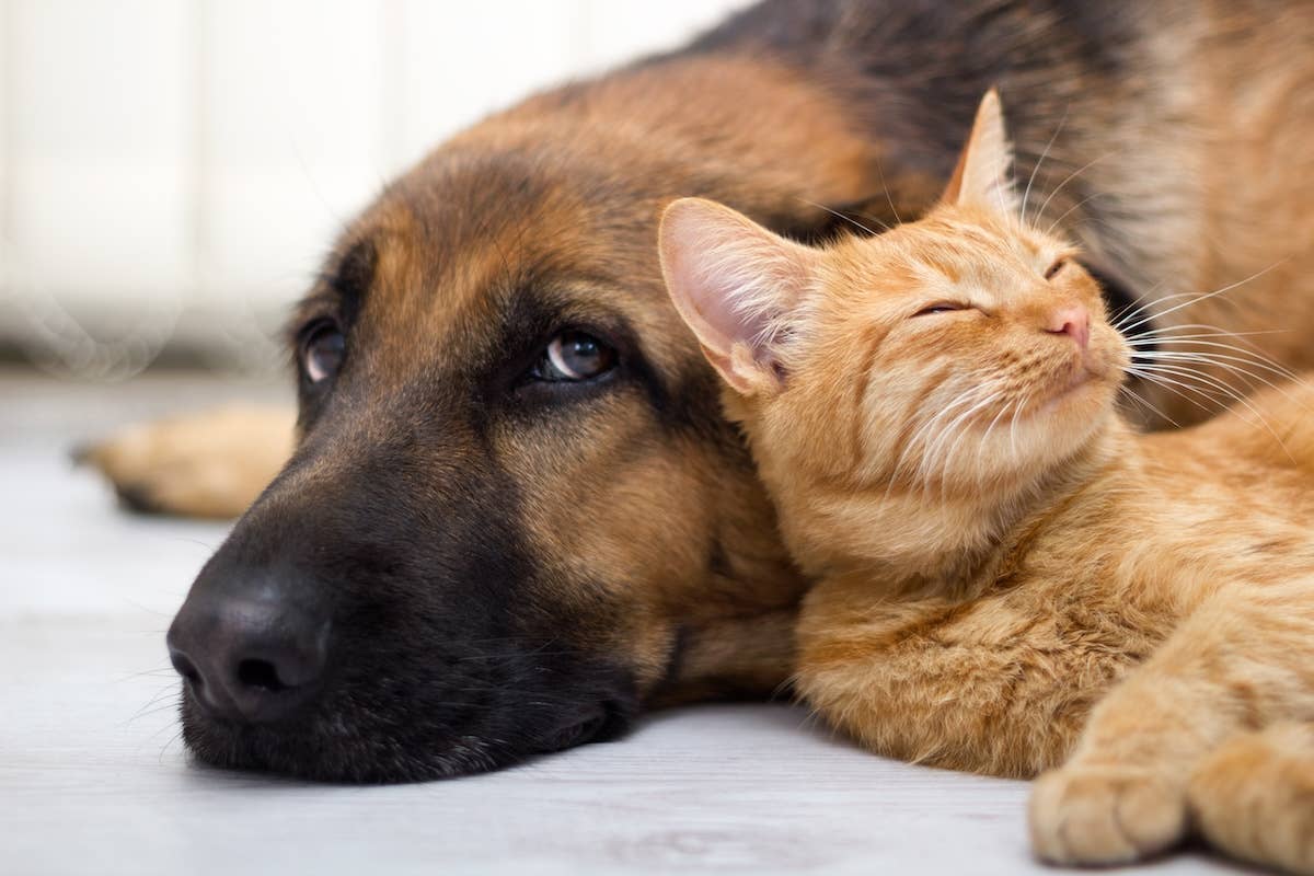 Senior Cat and German Shepherd Share Sweet Moment in Viral Video ...