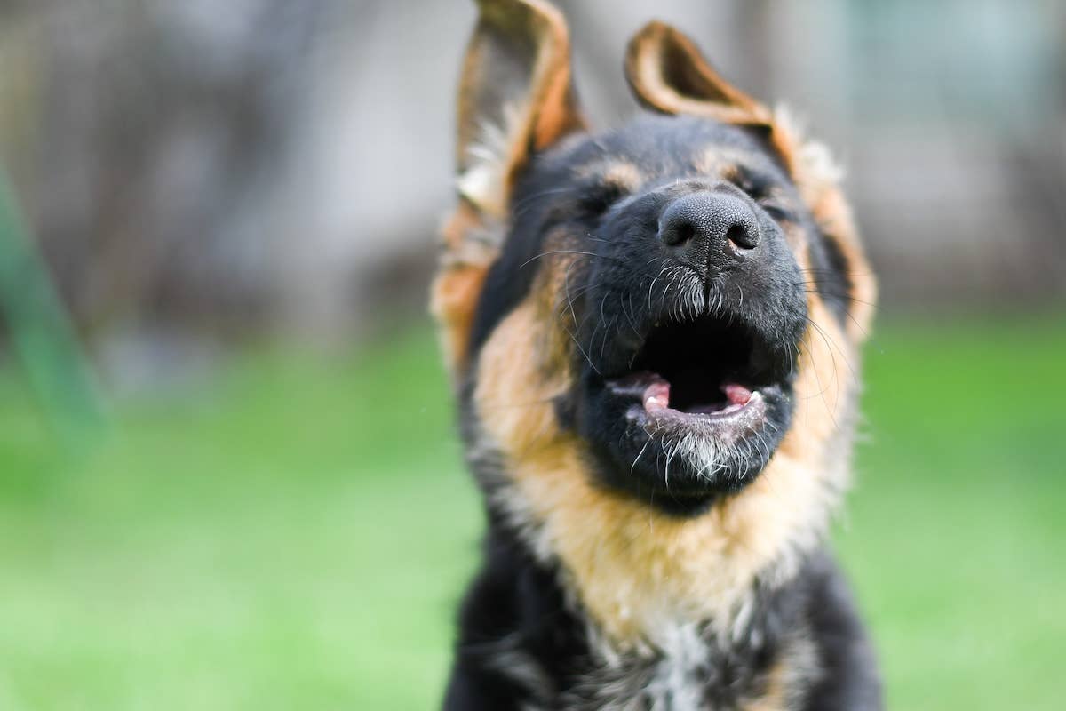 Rescue German Shepherd’s ‘First Ever Howl’ Is So Strong and Sweet ...