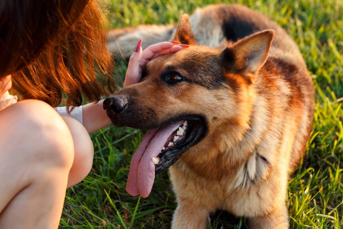 German Shepherd Shields Owner During Air Defense Strike - Parade Pets