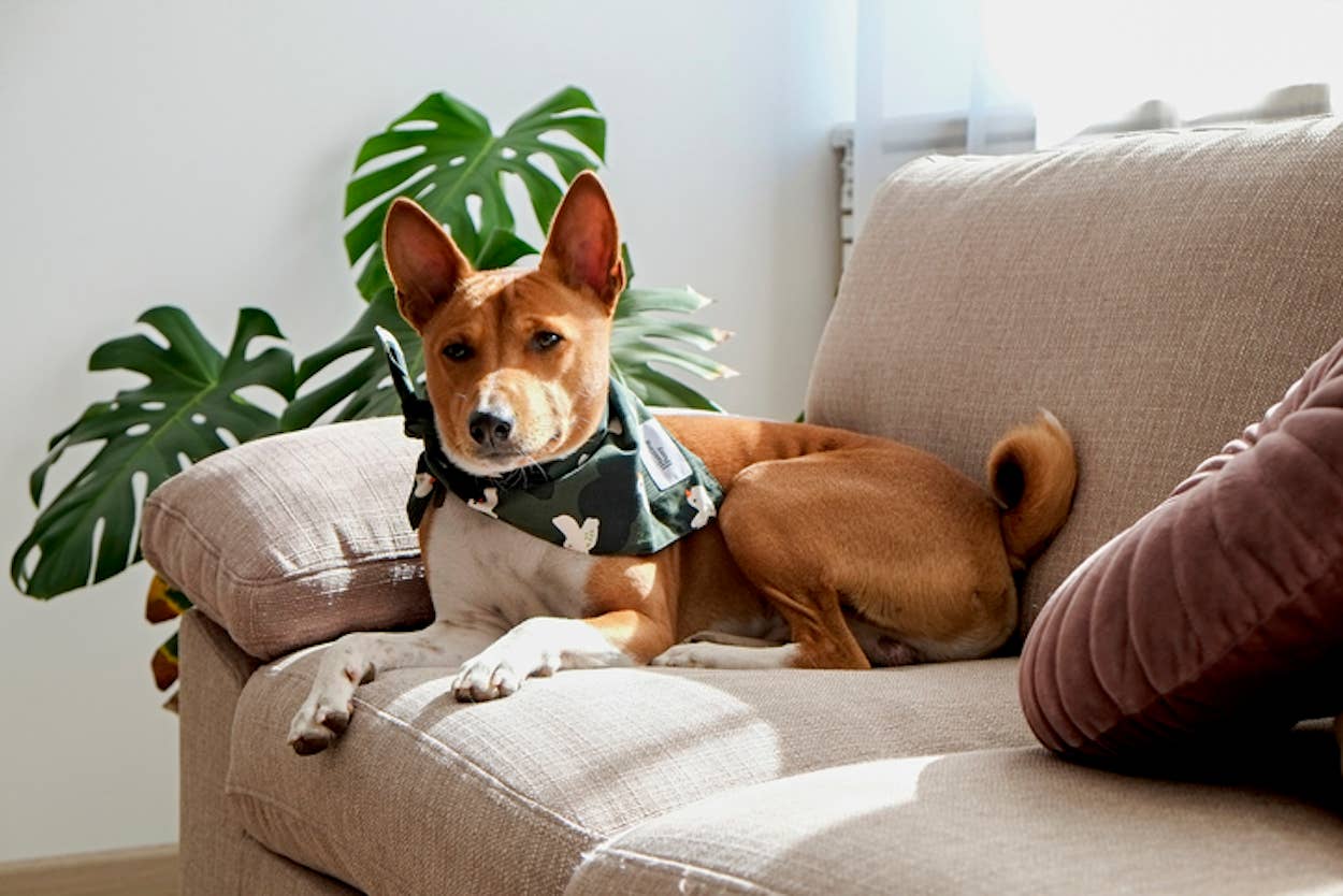 5 Cat-Like Dog Breeds With Feline Traits and Looks - Parade Pets