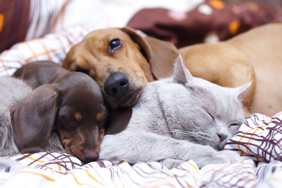Scared Rescue Dachshund’s Gives New Mom Brave Look of Love - Parade Pets