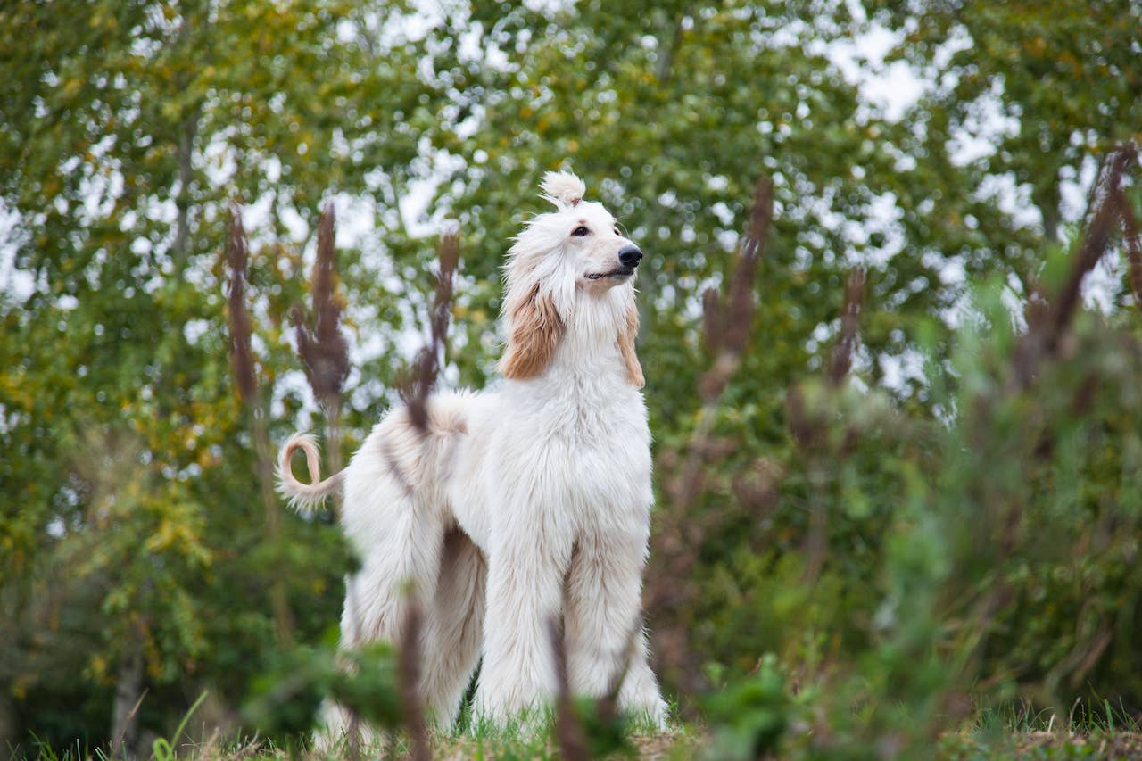 5 Cat-Like Dog Breeds With Feline Traits and Looks - Parade Pets
