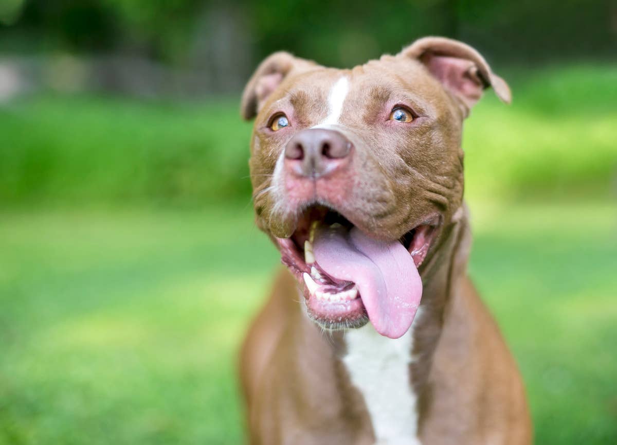Update on Pit Bull Mix Rescued From Hoarding Situation Has Everyone in ...