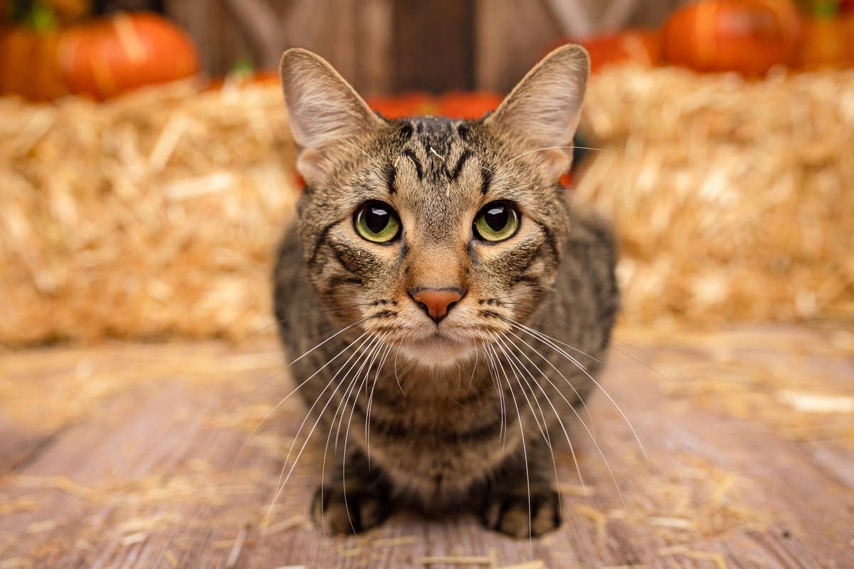 Pregnant Cat Found Injured on the Streets Gets a Second Chance at Life ...