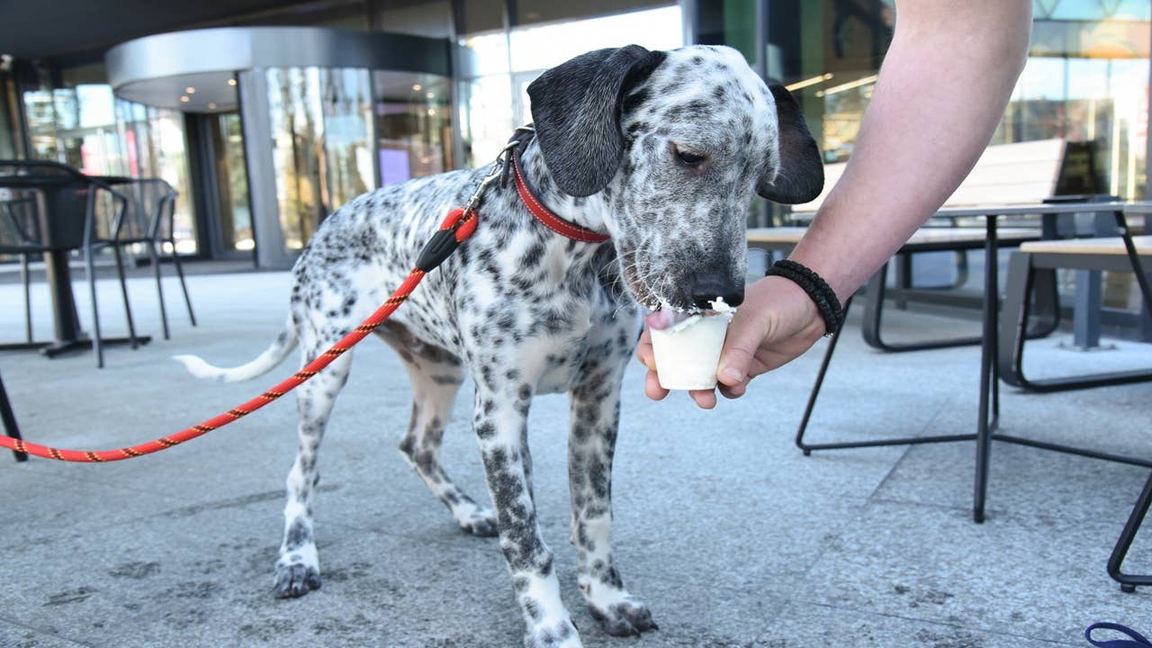 22 Places to Get a Pup Cup for Your Dog Beyond Starbucks - Parade Pets