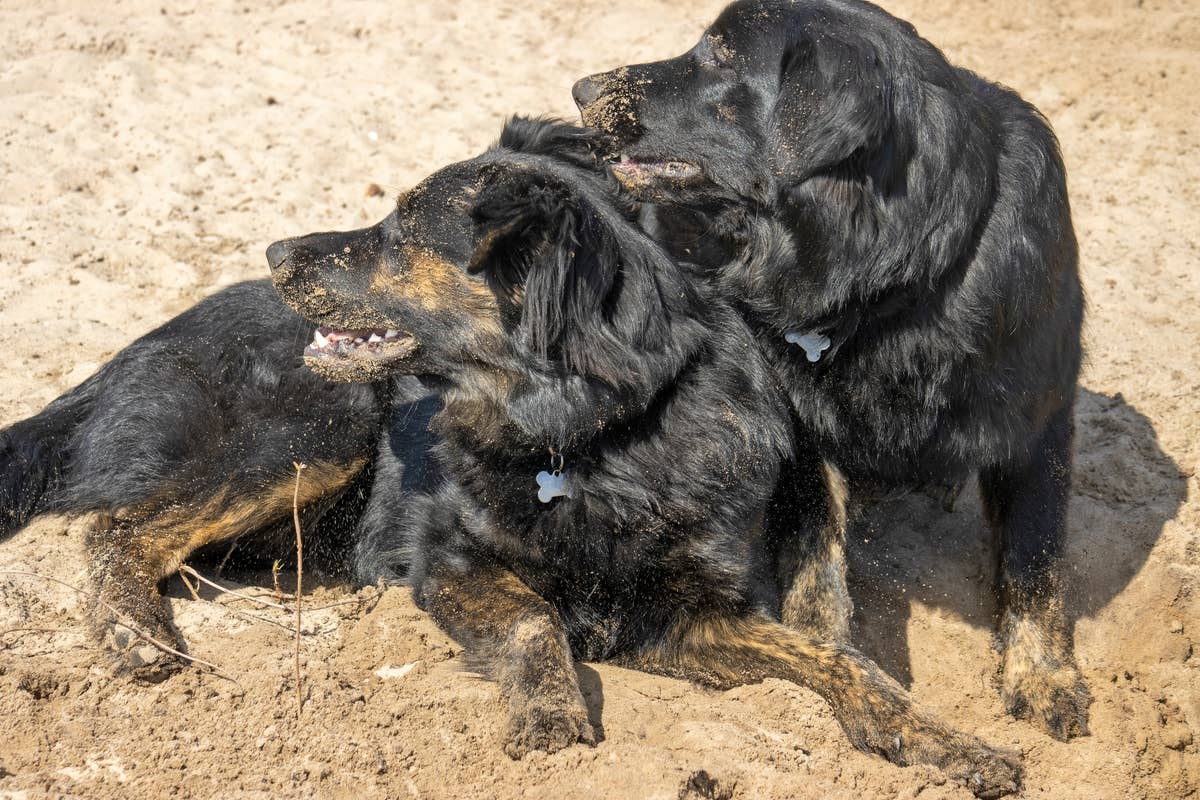 Rare Golden Shepherd Duo Takes the ‘Soft Mouth Test’ and Nails It ...