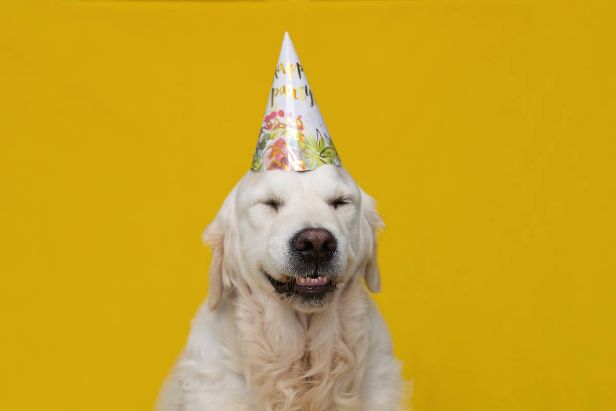 Golden Retriever Rocking Out at Family Birthday Party Goes Mega Viral ...