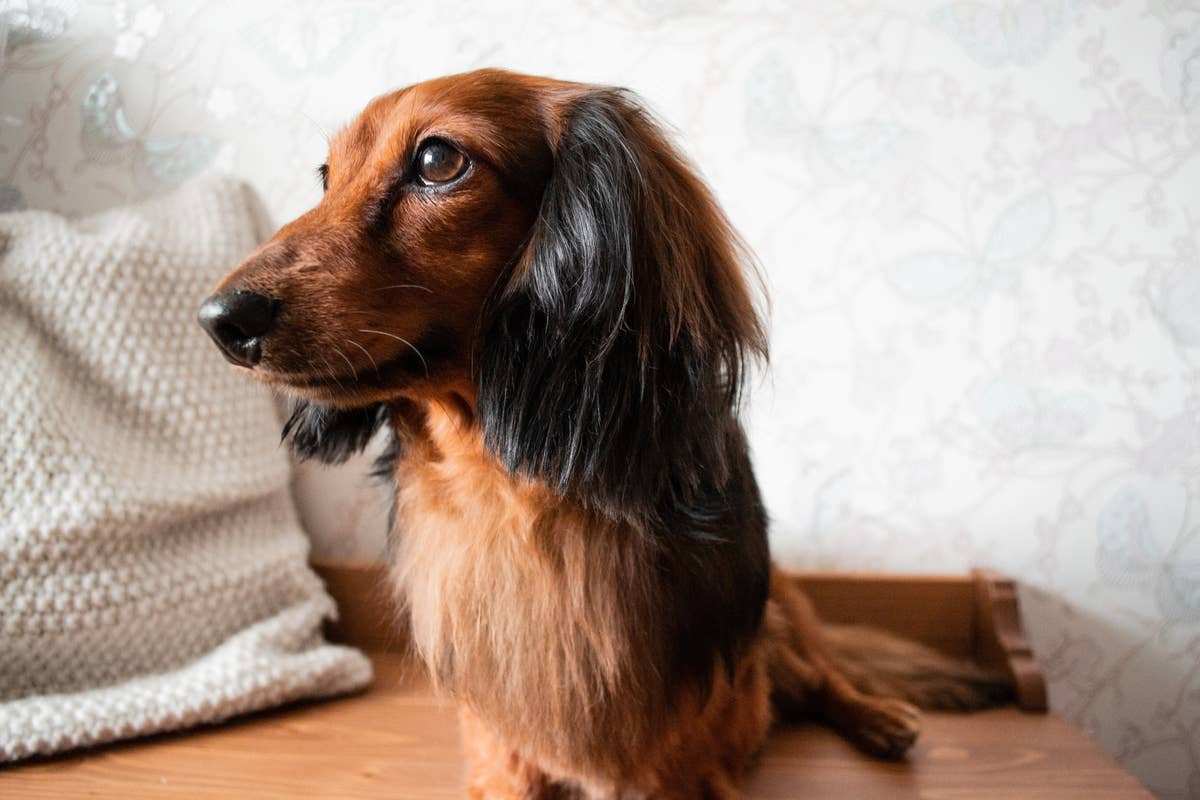 Update on Precious Dachshund Found on Nashville Streets Has the ...