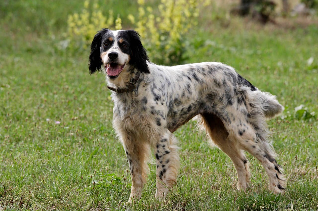 Setter Dog Breeds: Personalities, Health & Care (Vet-Approved) - Parade ...