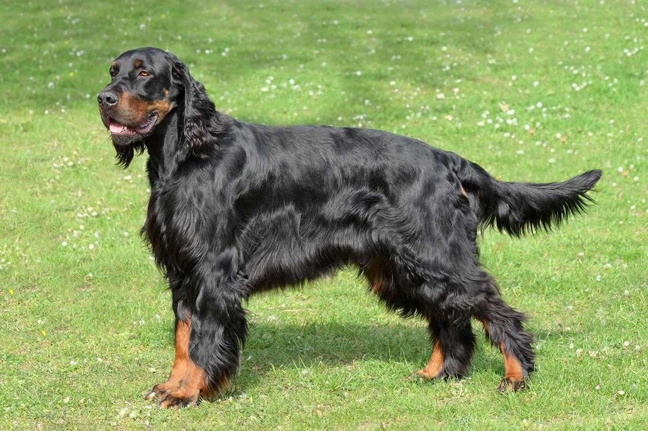 Setter Dog Breeds: Personalities, Health & Care (Vet-Approved) - Parade ...