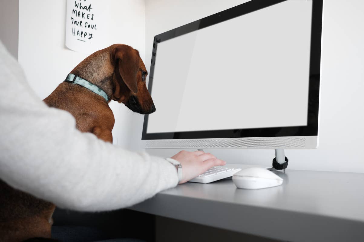 Mini Dachshund Joins Olivia Rodrigo's 'Drop Dead' Trend - Parade Pets