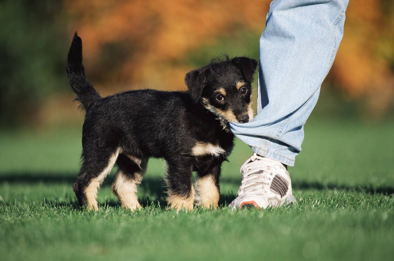 Signs Your Dog Is Jealous, According to a Vet - Parade Pets