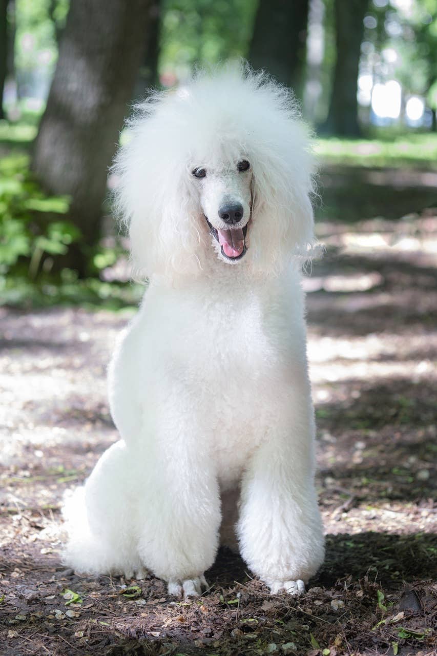 6 Dogs That Look Like a Mop, According to Experts - Parade Pets