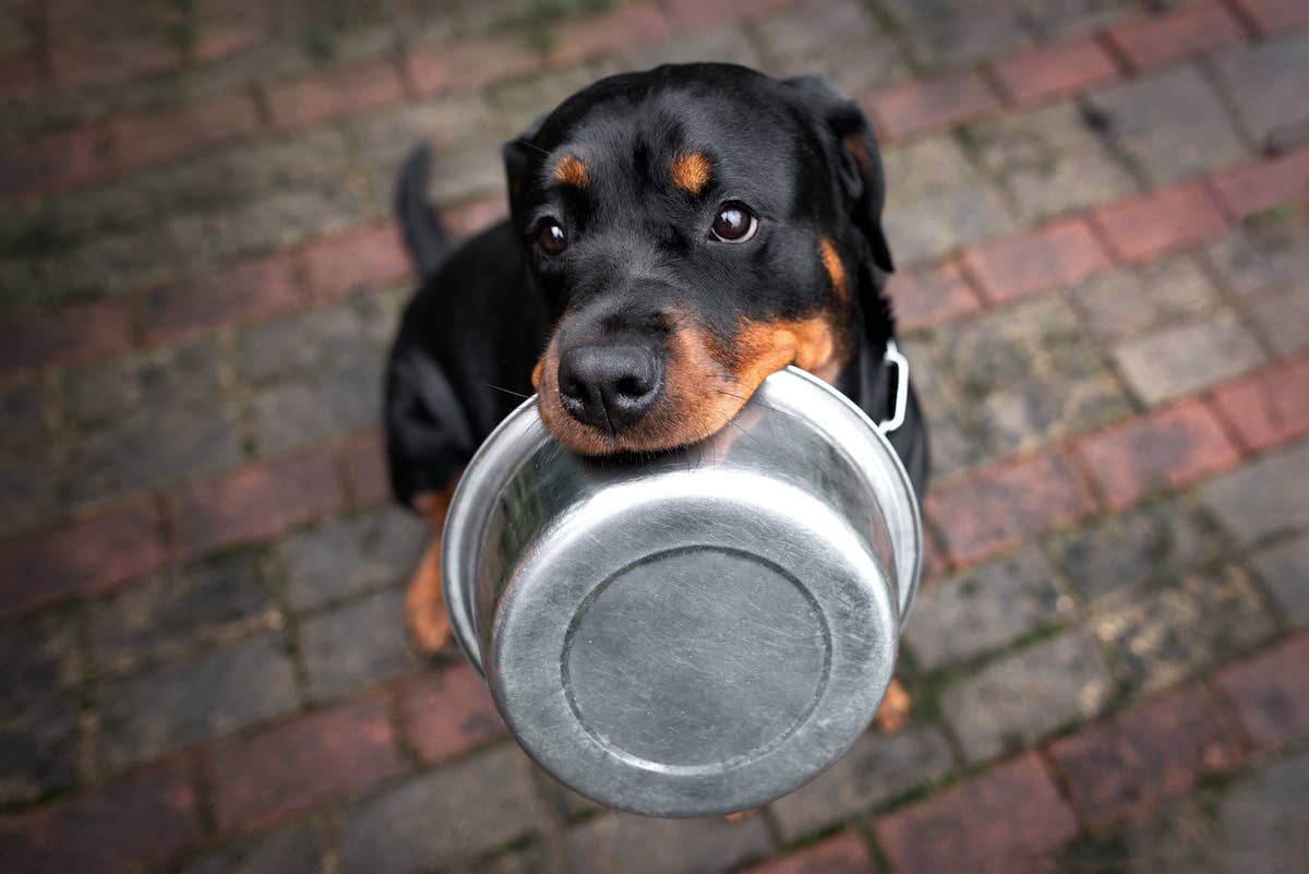 Rescue Rottweiler Will Only Eat After Mom Says 'Amen' and She's Not ...