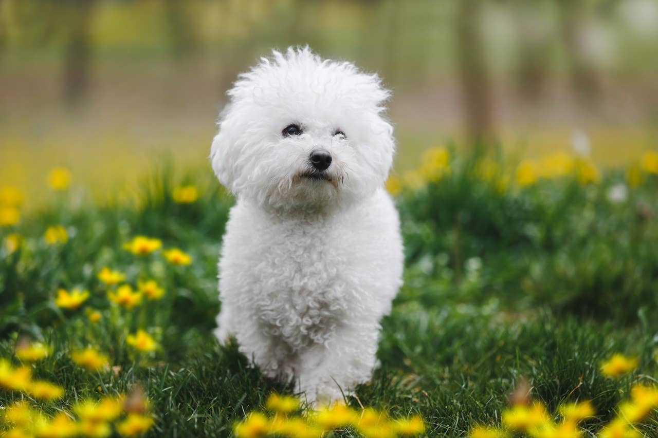 7 Double-Coated Dogs That'll Stay by Your Side, Say Experts - Parade Pets