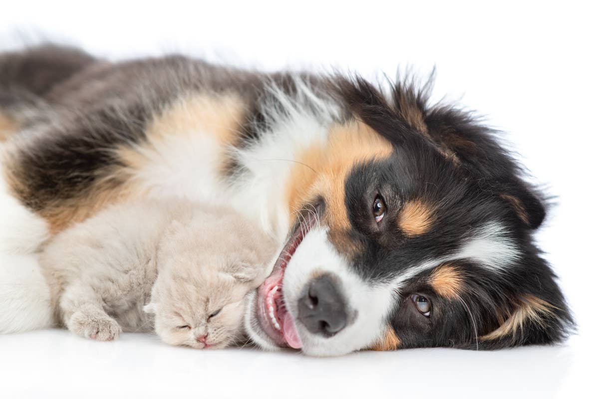Australian Shepherd's Sweet Obsession With New Kitten Sibling Is ...