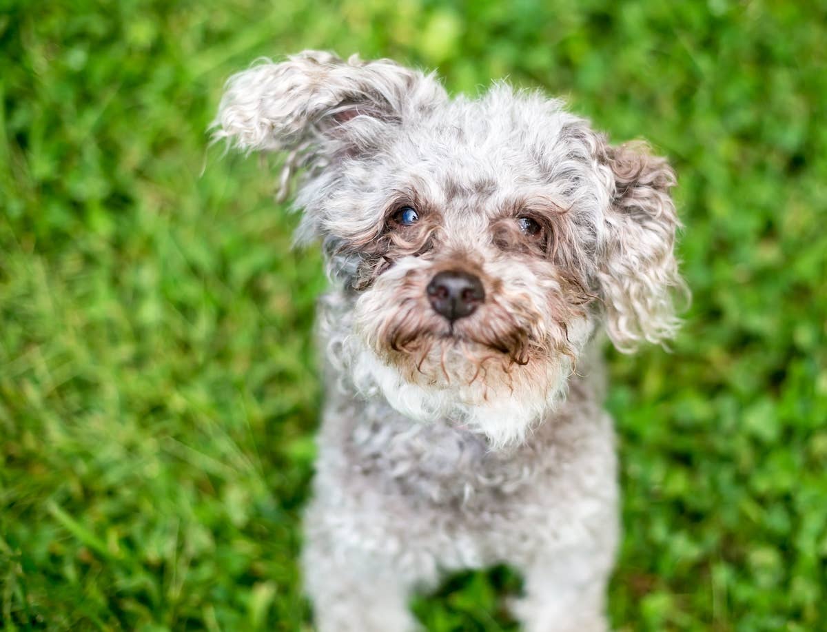 Man Reunites With Beloved Poodle Mix Missing for 10 Years - Parade Pets