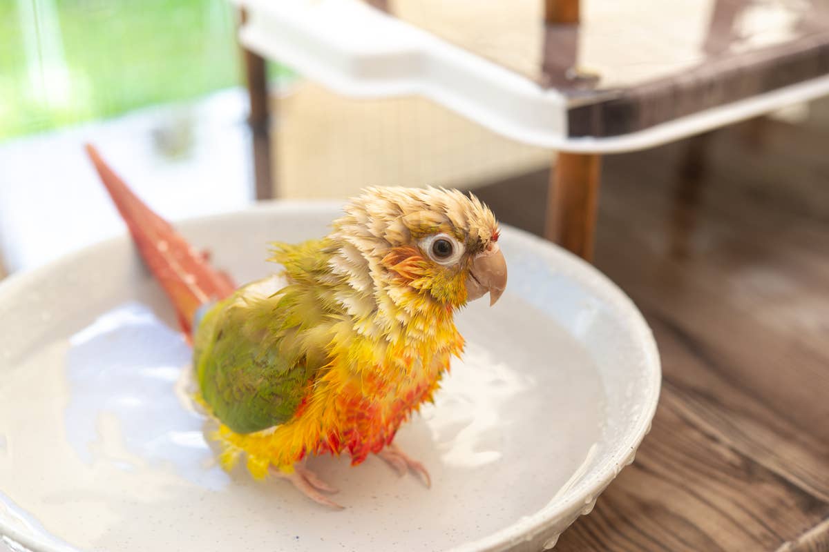 Green-Cheeked Conure Blissfully Enjoying Shower After Coming Home From ...
