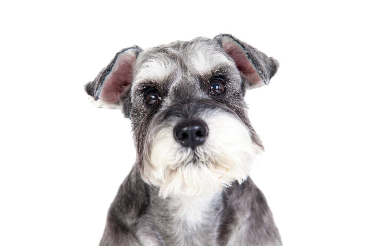 Update on Rescue Dog Who 'Hadn't Had Human Touch in Years' Has Us ...