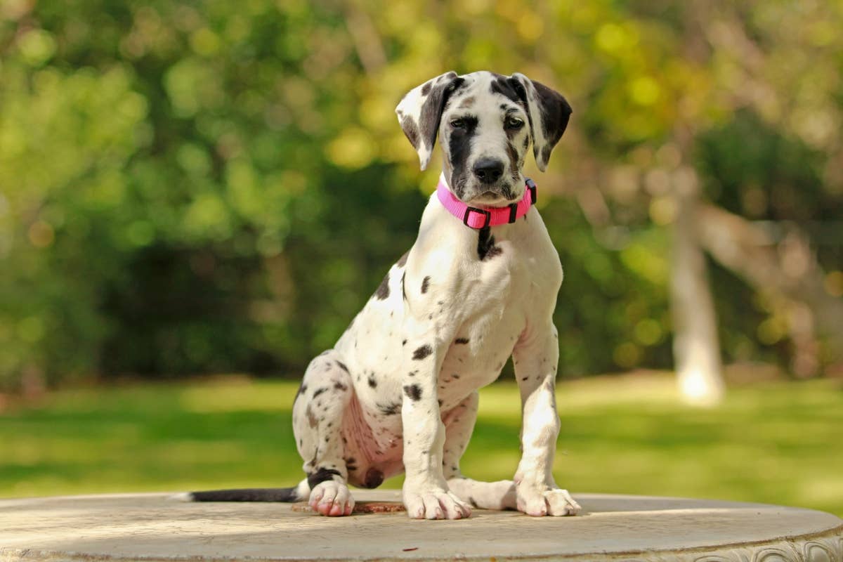 Great Dane Puppy Attempts Great Sunroof Escape - Parade Pets