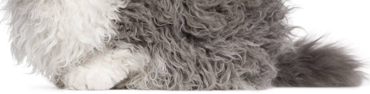 Selkirk Rex Kitten Looks Like the Crankiest Little Stuffed Animal ...
