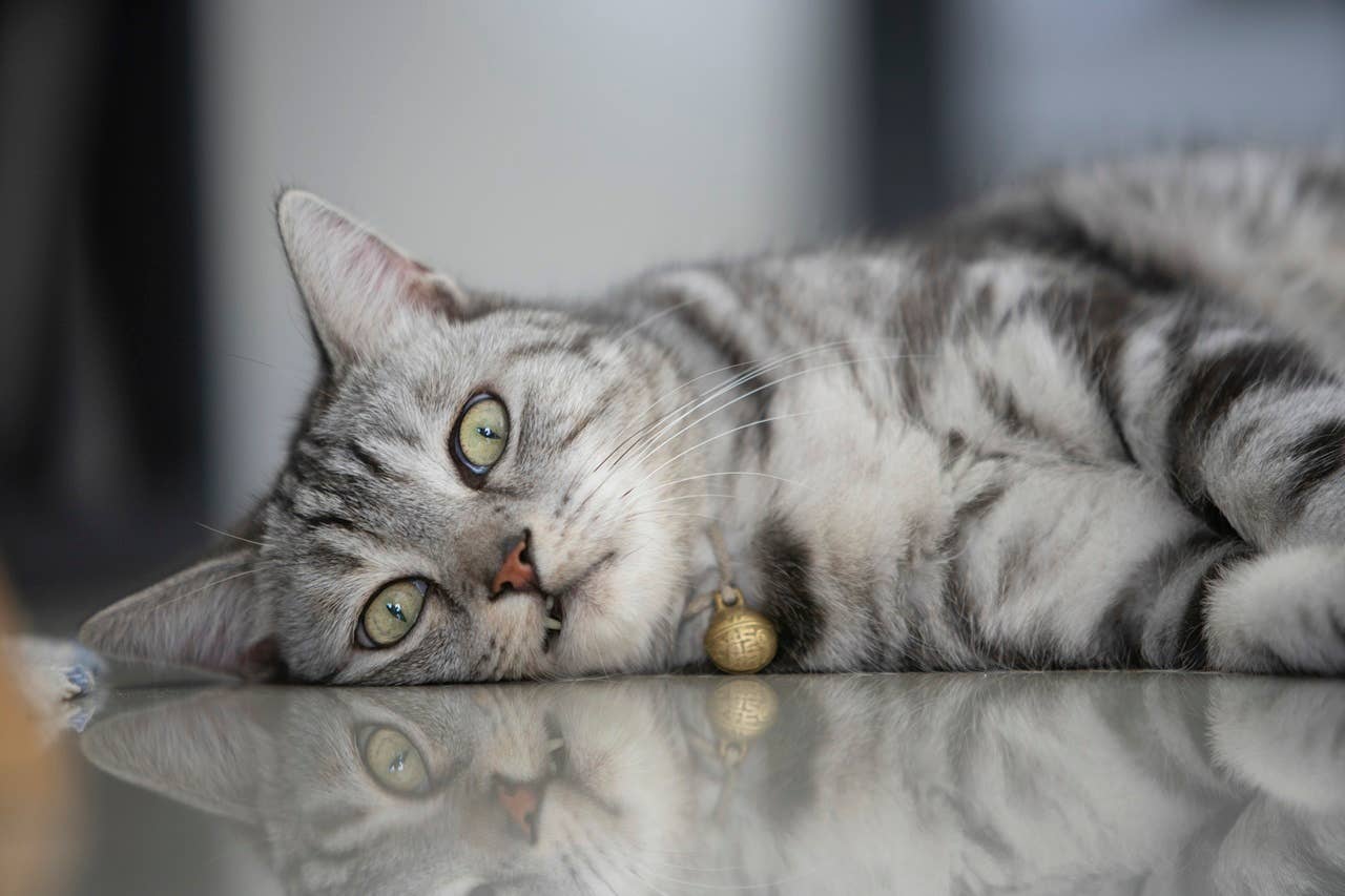 7 Best Cat Breeds for Apartments: Breeds & Characteristics - Parade Pets