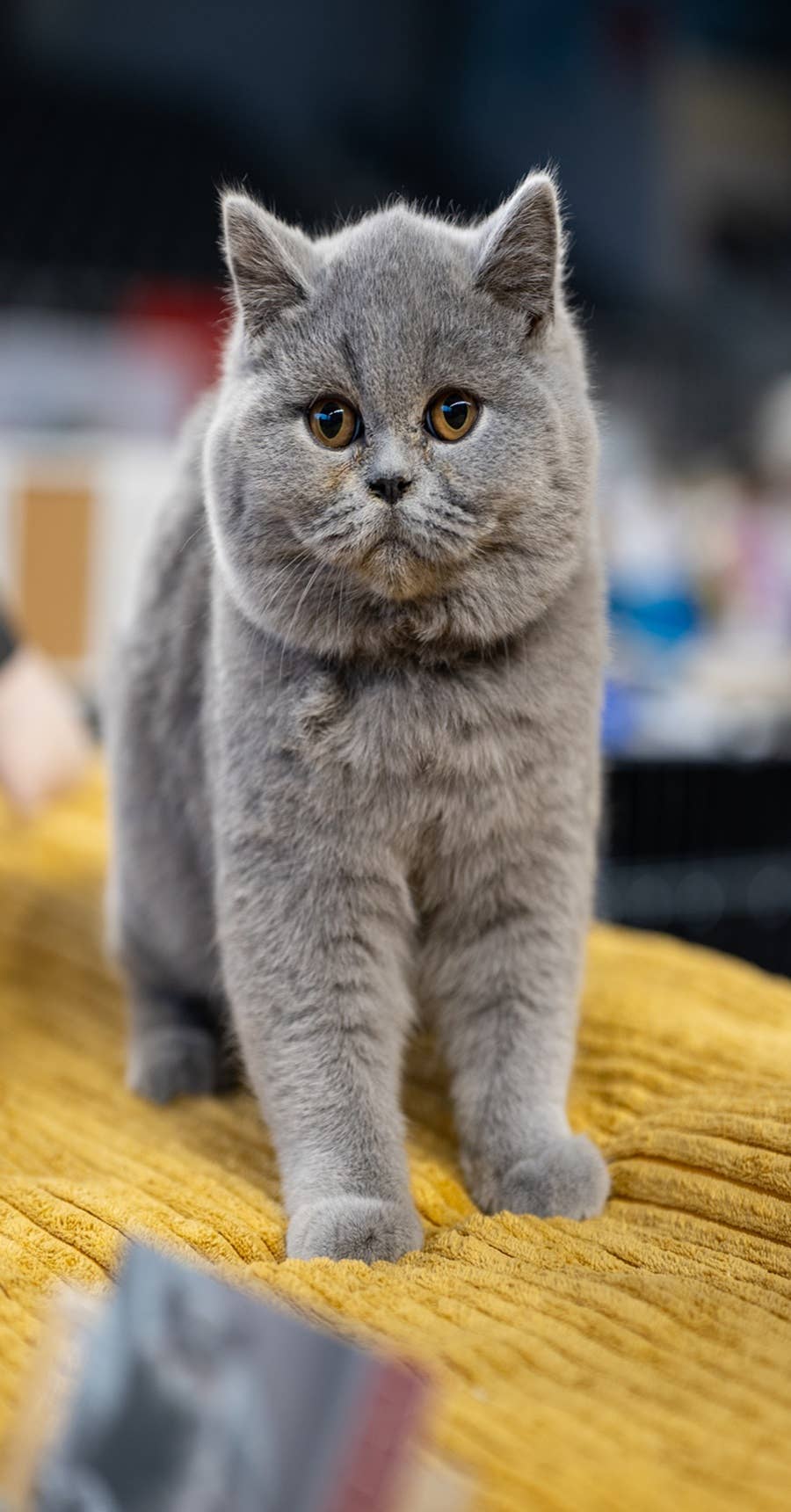 7 Best Cat Breeds for Apartments: Breeds & Characteristics - Parade Pets
