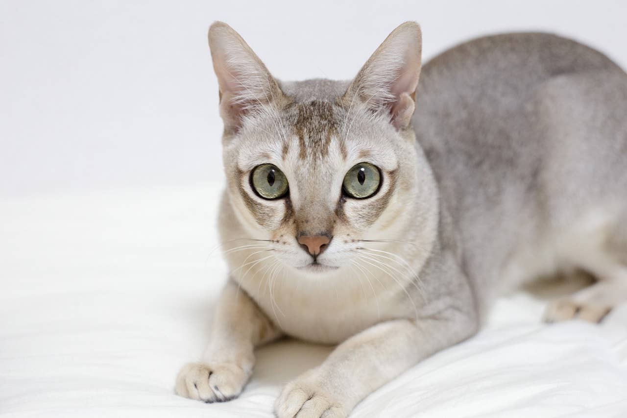 7 Best Cat Breeds for Apartments: Breeds & Characteristics - Parade Pets