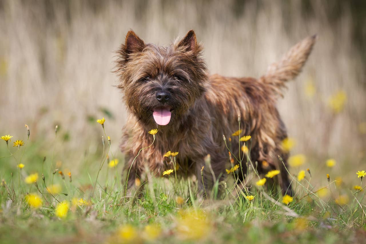 31 Terrier Dog Breeds—The Ultimate List of Terriers to Love - Parade Pets