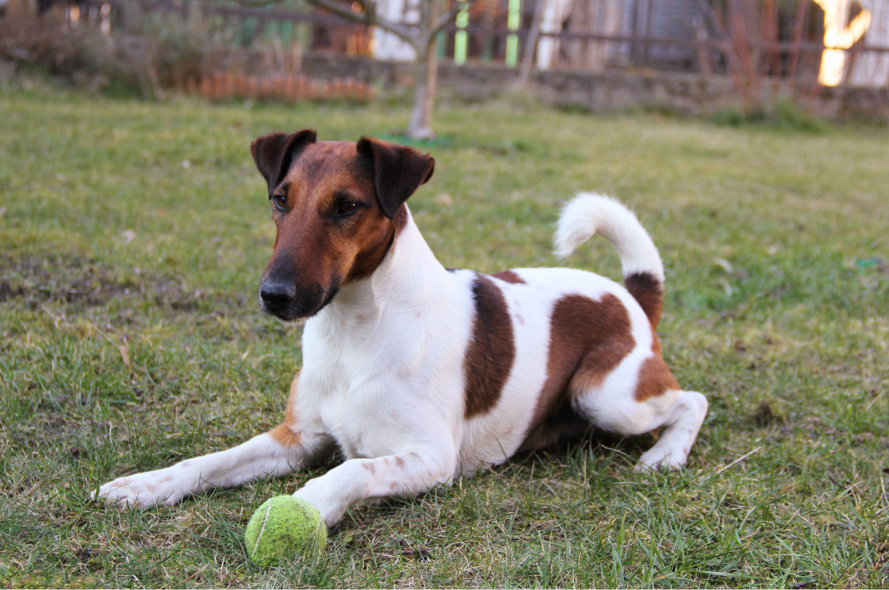 31 Terrier Dog Breeds—The Ultimate List of Terriers to Love - Parade Pets