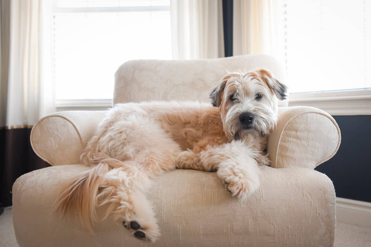 31 Terrier Dog Breeds—The Ultimate List of Terriers to Love - Parade Pets
