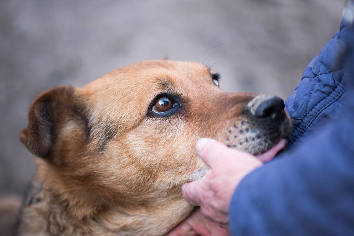Lost Dog Finds Owner in Miraculous Thailand Roadside Reunion - Parade Pets