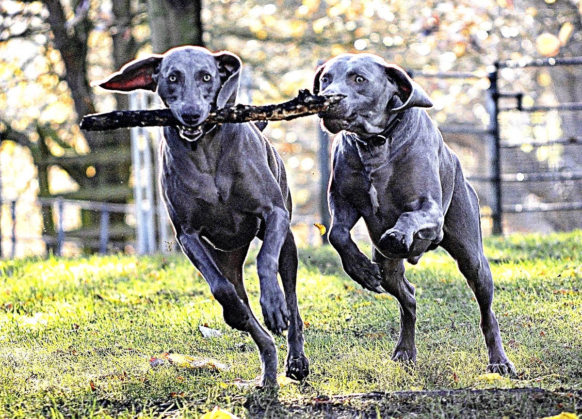 31 Fastest Dog Breeds in the World - Parade Pets