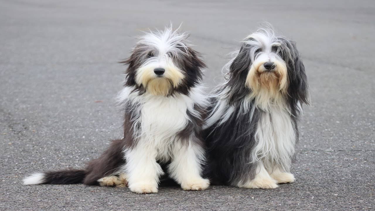 4 Types of Collie Dog Breeds, According to Experts - Parade Pets