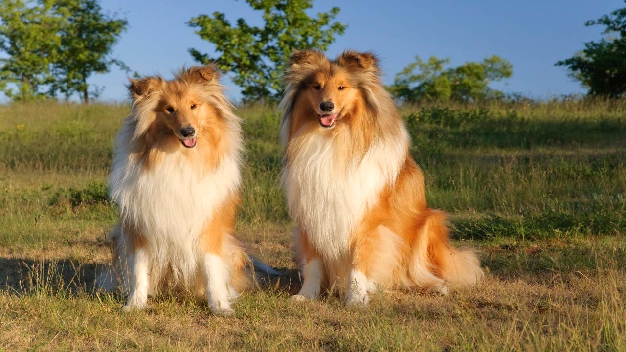 4 Types of Collie Dog Breeds, According to Experts - Parade Pets