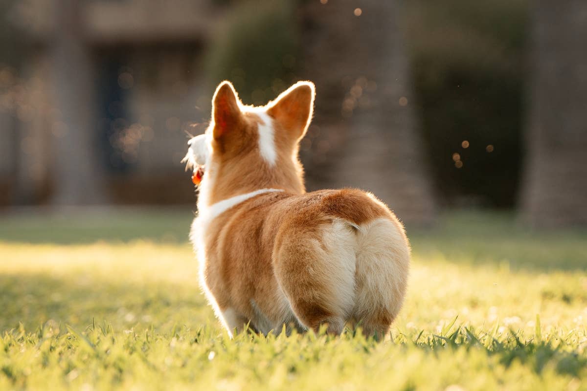 The Truth Behind the Viral Corgi Leading 7 Stolen Dogs Home - Parade Pets