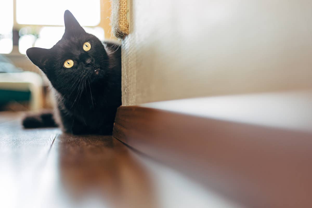 Man Adopts Friendly Black Cat After Heartwarming Shelter Visit - Parade ...