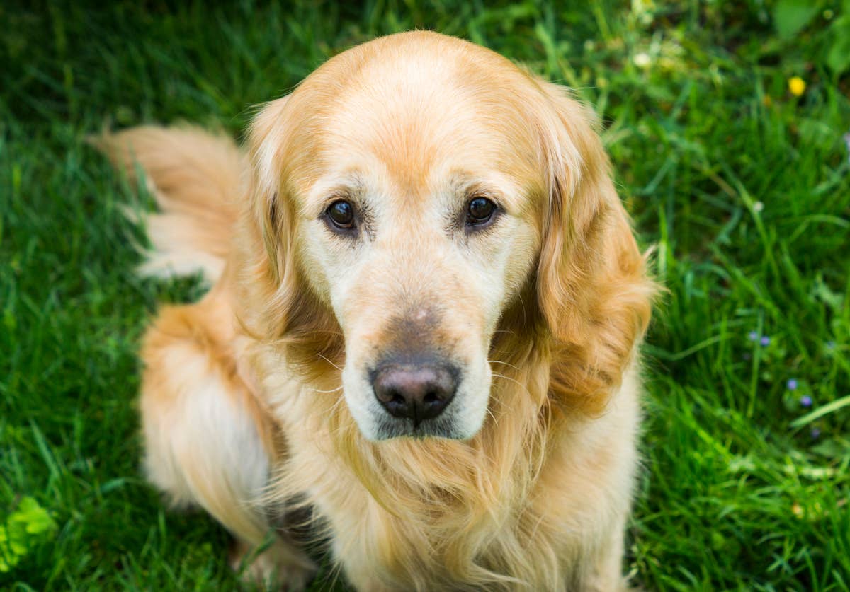Jimmy Fallon's Goodbye to His Beloved Golden Retriever Will Instantly ...