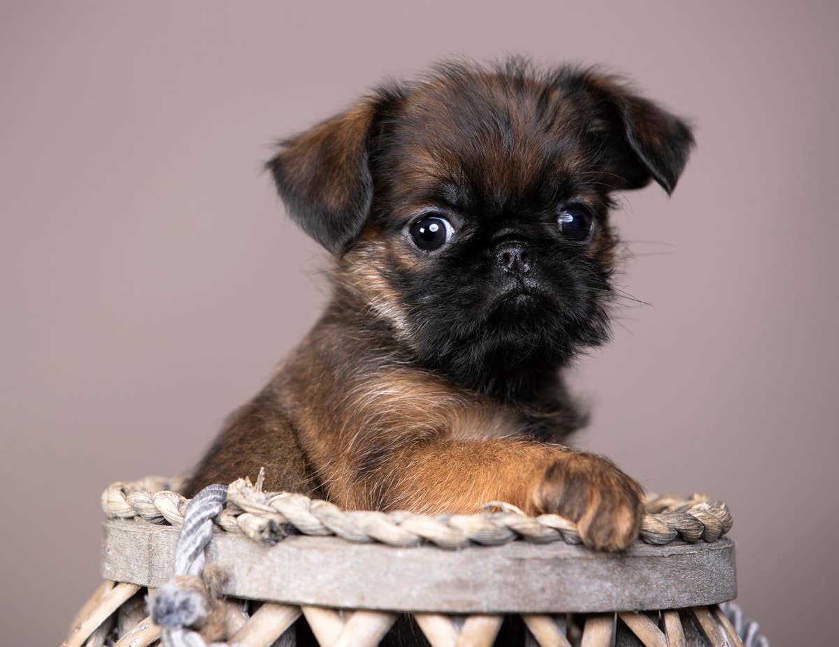 5-Pound Brussels Griffon Tries the Viral 'Ghost' Trend and Wins the ...