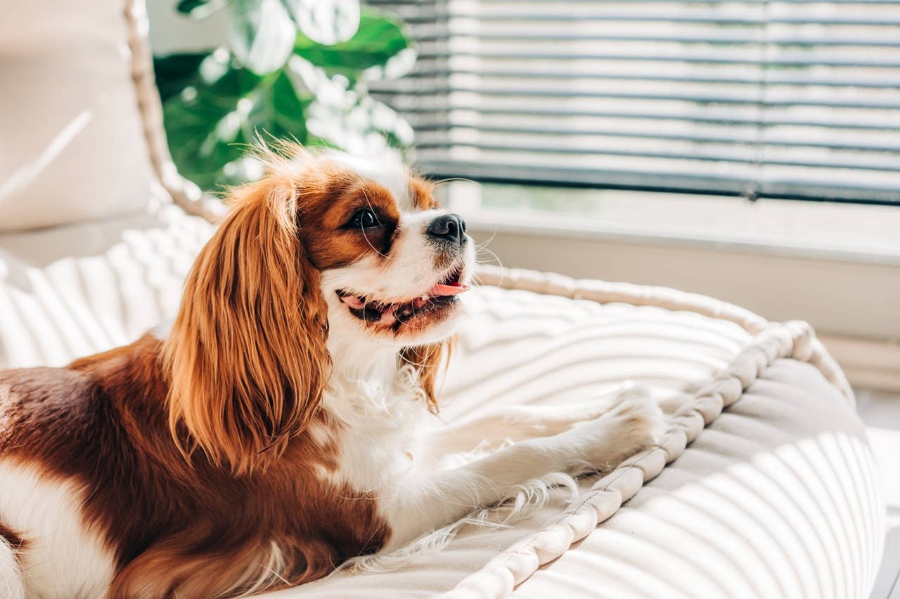 6 Types of Spaniels Who Will Instantly Love You, Experts Say - Parade Pets