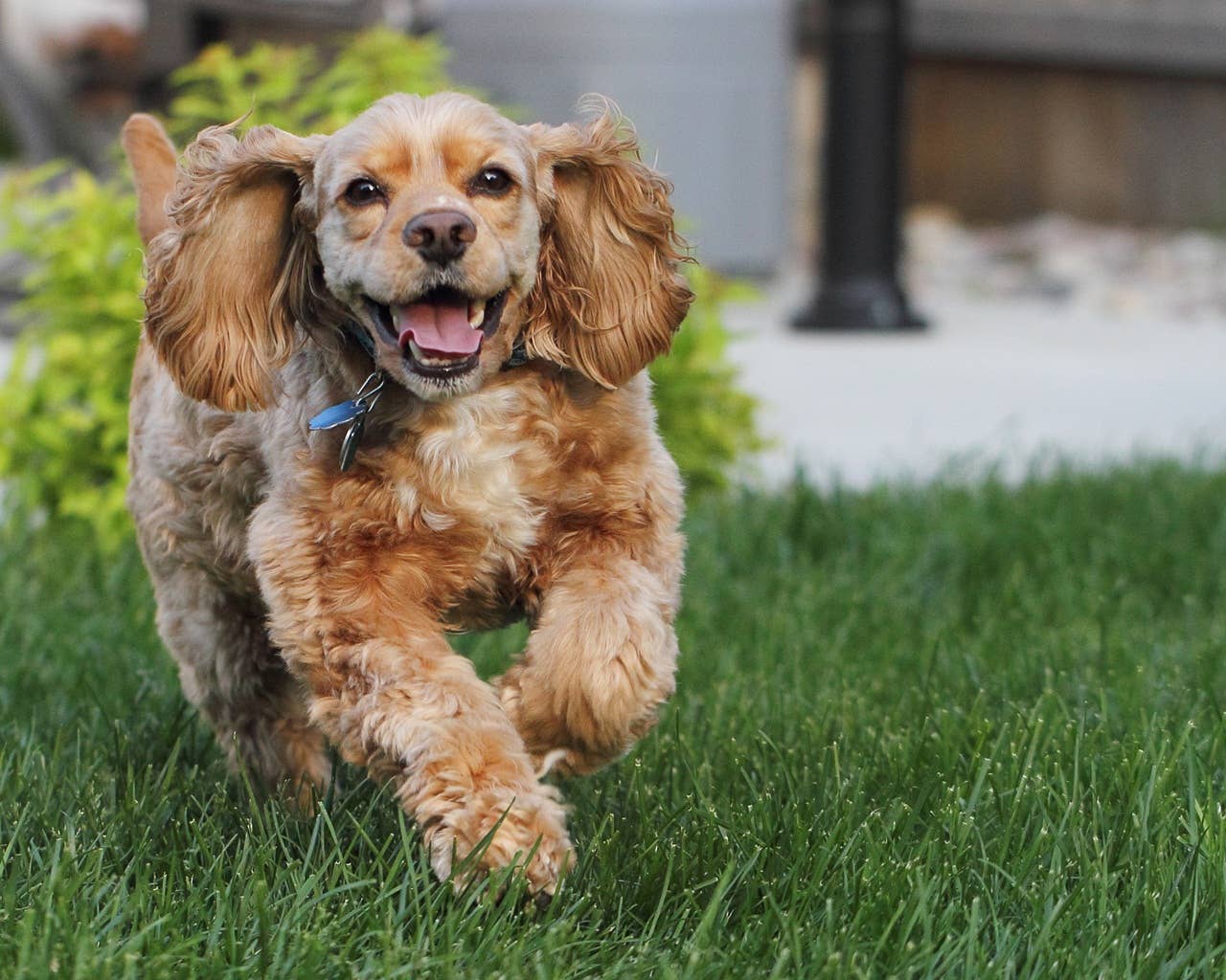 6 Types of Spaniels Who Will Instantly Love You, Experts Say - Parade Pets