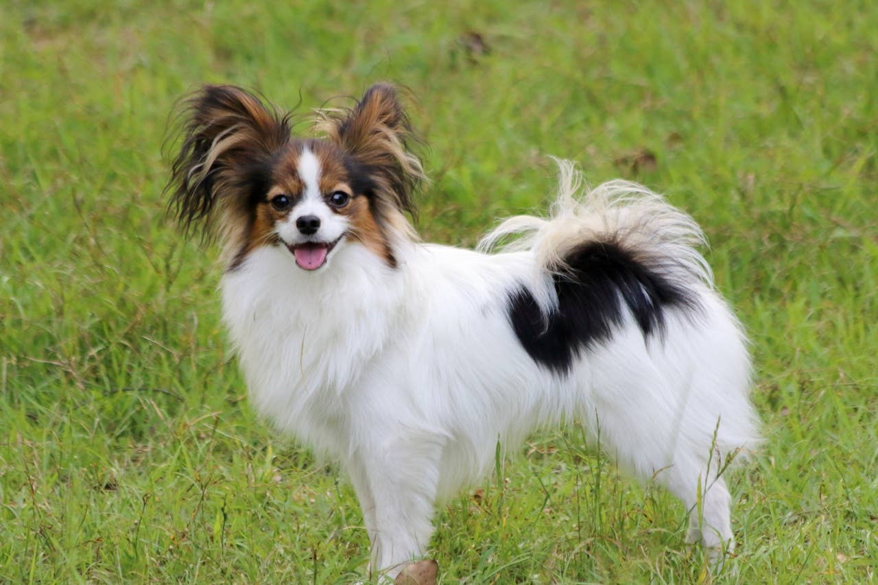 6 Types of Spaniels Who Will Instantly Love You, Experts Say - Parade Pets