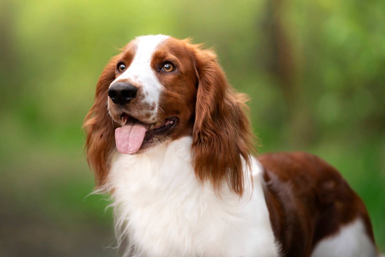 6 Types of Spaniels Who Will Instantly Love You, Experts Say - Parade Pets