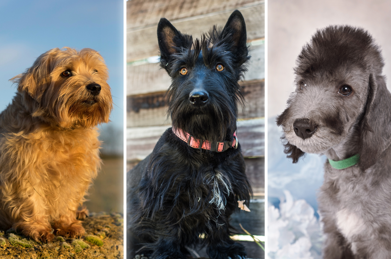 31 Terrier Dog Breeds—The Ultimate List of Terriers to Love - Parade Pets