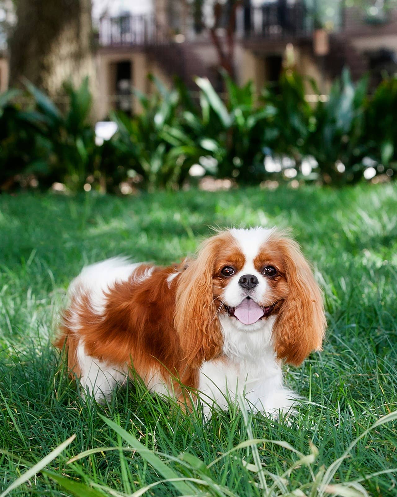 6 Types of Spaniels Who Will Instantly Love You, Experts Say - Parade Pets