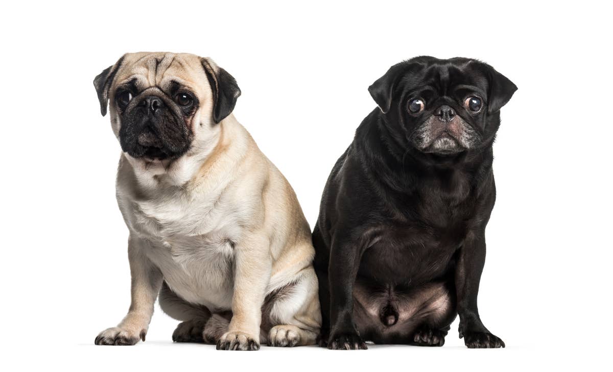 Pug Meets New Pug Puppy Sibling for First Time and Hilarious Mayhem ...