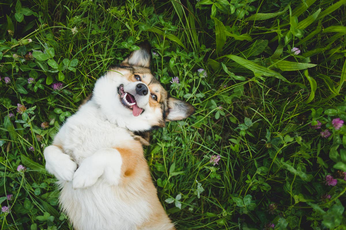 Corgi Becomes Cutest 'Loaf' Anchor When It's Time To Go Inside in Funny ...