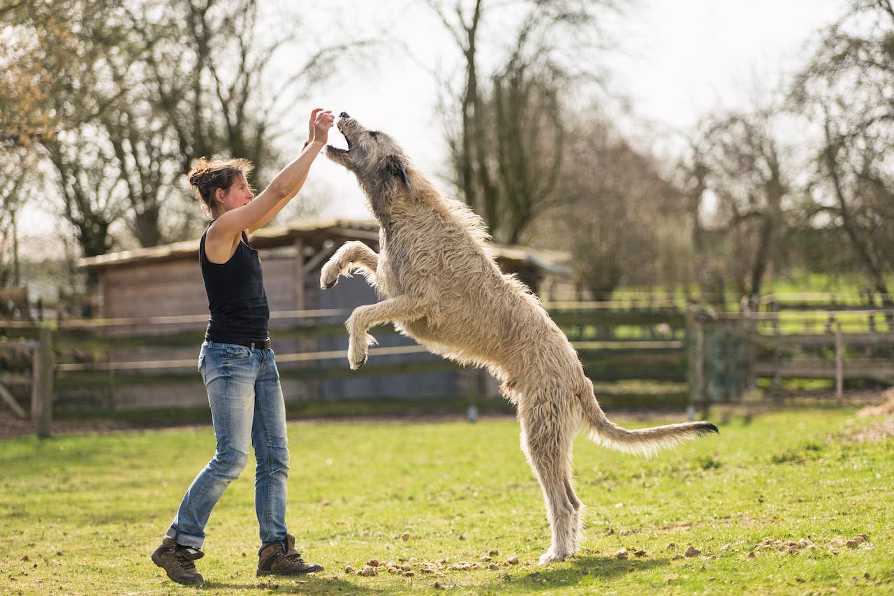 The 15 Biggest Dog Breeds in the World - Parade Pets