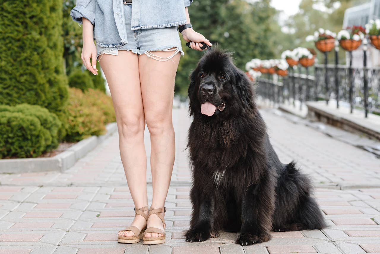 26 Calm Dog Breeds That Like To Chill (Small & Big) - Parade Pets