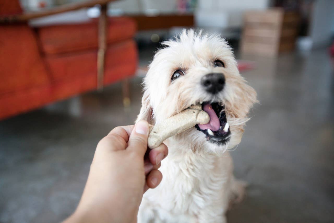 11 Healthiest Dog Breeds, According to Veterinarians - Parade Pets